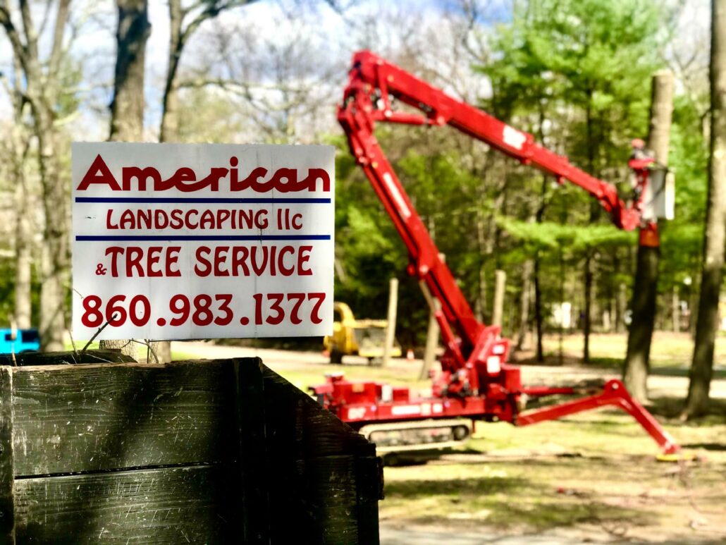 Tree Care & Removal Services In West Hartford, CT - American ...