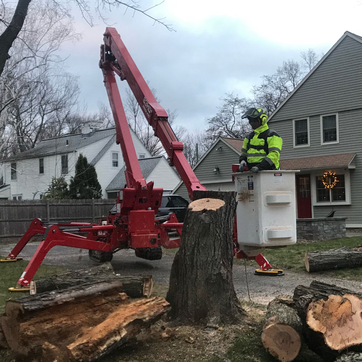 Tree Care & Removal Services In West Hartford, CT - American Landscaping