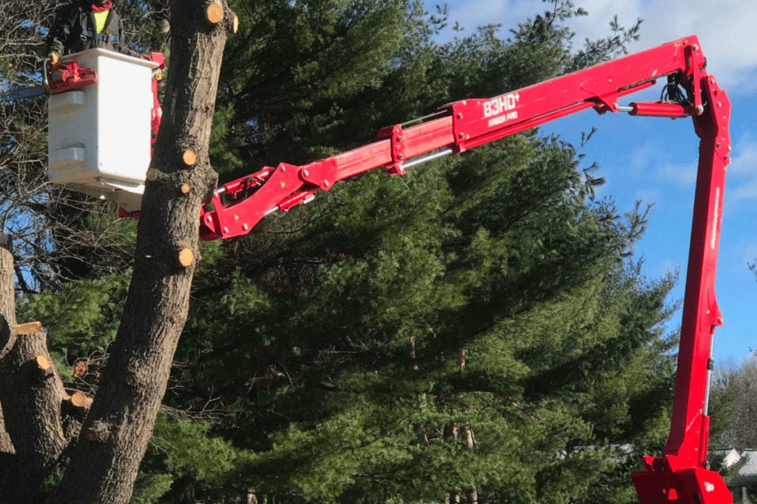 Tree Care & Removal Services In West Hartford, CT - American ...